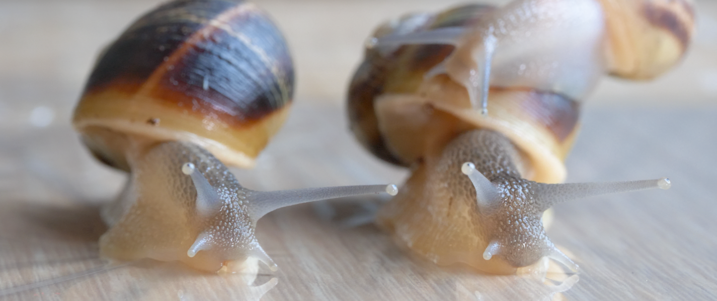 Artificial Snail Mucus Could Advance Cancer Treatments | Giving to ...